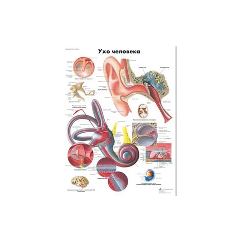 American 3b Scientific From Vr6243l To Vr6248l Human Ear Chart