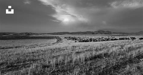 Grayscale Photo Of Grass Field Under Cloudy Sky Photo Free Grey Image