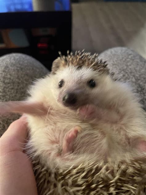 Youd Think After Almost 5 Years Hed Learn His Nails Are Getting Cut