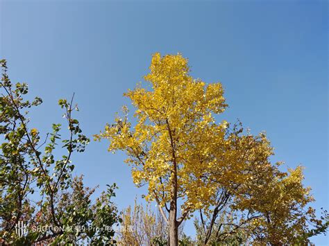红魔9 Pro评测：游戏手机、也可能是所有手机的终极形态手机评测安兔兔