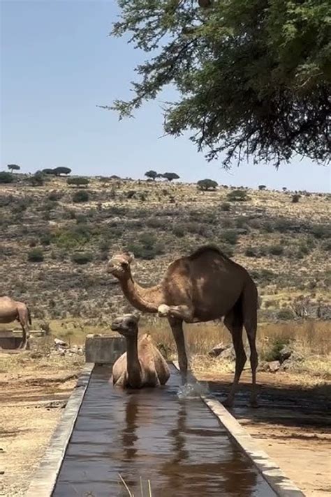 افلا ينظرون إلى الإبل كيف خلقت Youtube