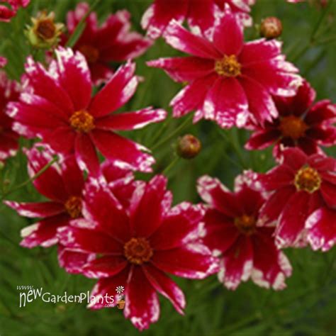 Coreopsis Ruby Frost New Garden Plants