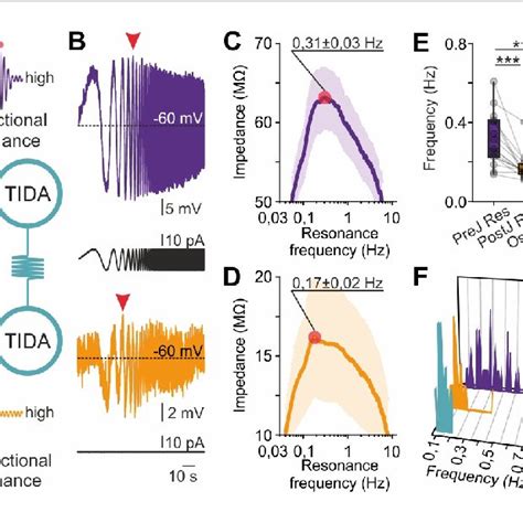 Gap Junction Resonance Frequency Dictates Network Frequency Of Coupled