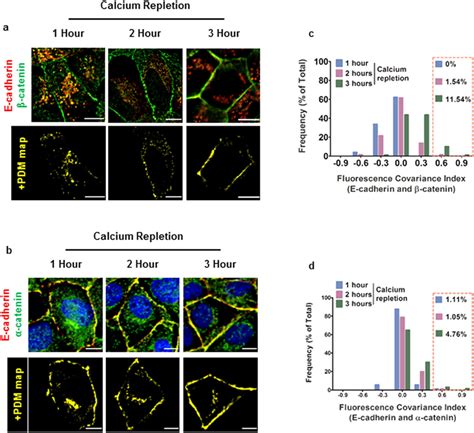 Formation Of Minimal Cadherin Catenin Complex In The Perinuclear Download Scientific
