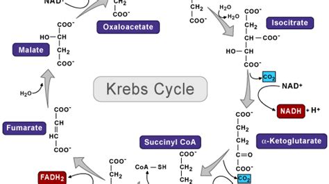 Lord Save Me From The Krebs Cycle Krulwich Wonders Npr