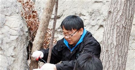 보성군 제암산자연휴양림 고로쇠물 채취