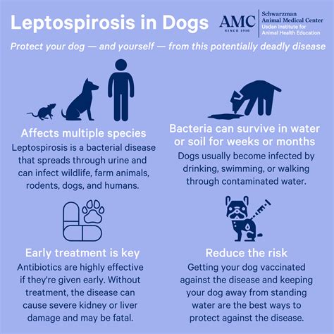 Can A Dog Get Leptospirosis If Vaccinated