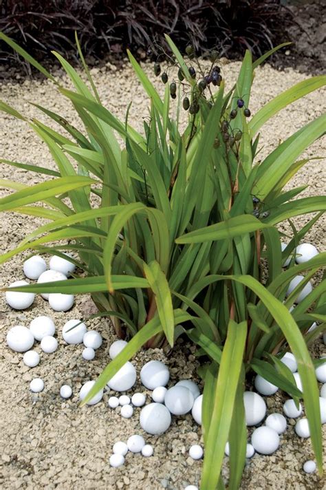Dianella Lime Splice Plants Garden Landscape