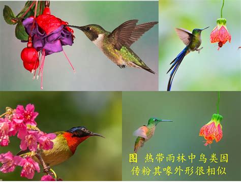 科学网—达尔文进化论的核心观点和核心内容及其不足之处 王从彦的博文