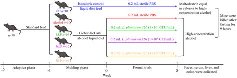 Nutrients Free Full Text Lactobacillus Plantarum J26 Alleviating
