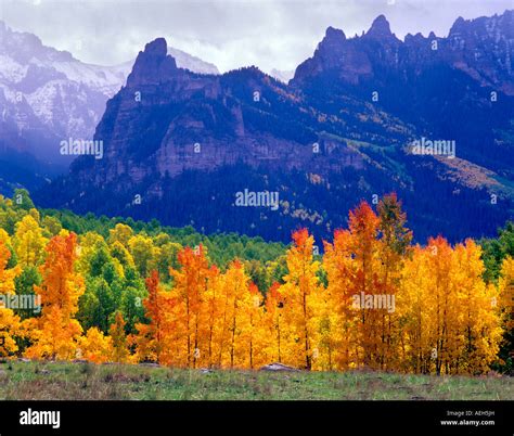 Aspen Trees In Fall Color With Storm Clouds Uncompahgre National Forest