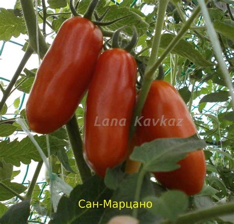 San Marzano