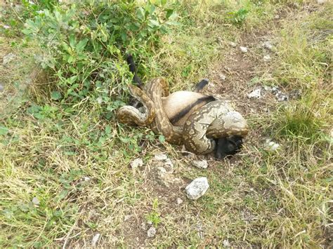 Pilots Logbook Bible Translations And Goat Eating Pythons