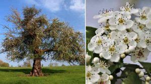 Texas Flowering Trees With Pictures Identification Guide