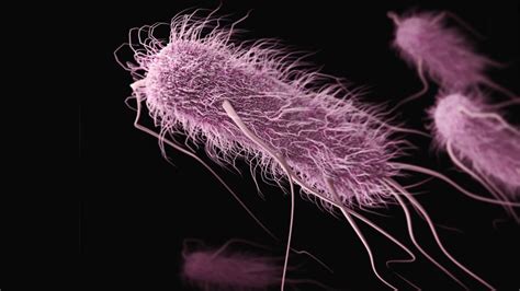 Heavy Metals Detected In Water With An E Coli Based Biosensor