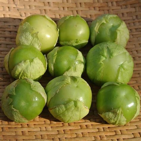 Tomatillo Cisineros Organic Adaptive Seeds Tomatillo Seeds