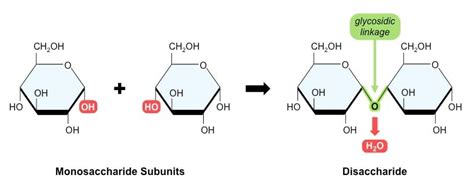 Disaccharides Definition Examples Easy Biology Class