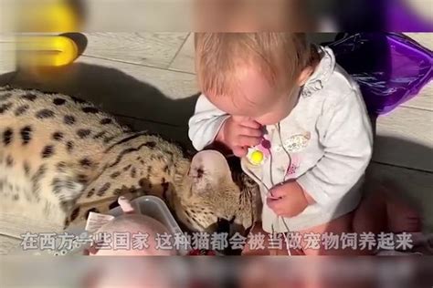 萌娃和薮猫互挠脚丫，宝贝哈哈大笑太治愈了脚丫萌娃宝贝