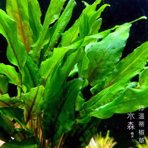 水森職栽 水中葉 綠溫蒂椒草 1株30元 中後景 綠色水草造景 難度 簡易 SE064 露天市集 全台最大的網路購物市集