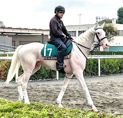 【pog】ソダシの半弟カルパが29日の未勝利戦へ向け札幌で調整 陣営「前走も時計は悪くない」 Umatoku 馬トク