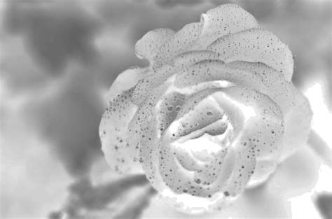 Image To Invert Colours From Black To White In Opencv Python Stack