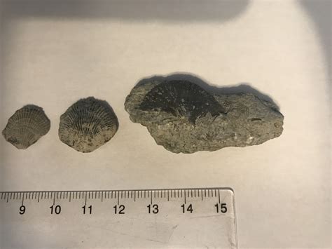 Scallop Shaped Fossils From Arkona Fossil ID The Fossil Forum