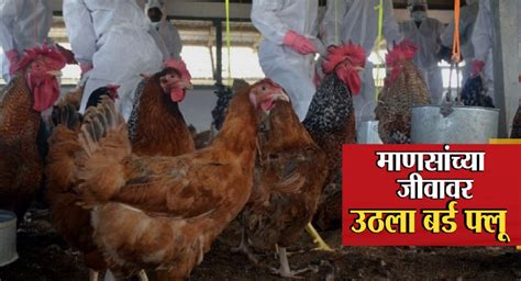 H3n8 आणखी एका भयानक व्हायरसचा धोका H3n8 बर्ड फ्लूमुळे जगात