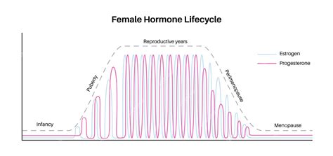 Premium Vector Female Hormones Lifestyle Graph Estrogen End