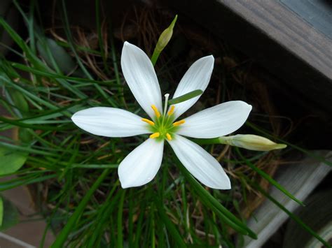Free Images Blossom Wheel Leaf Flower Petal Green Botany Flora