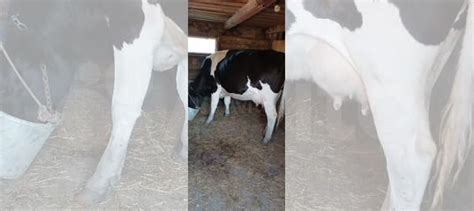 Корова купить в Шумихе Животные и зоотовары Авито