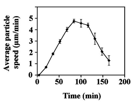 Average Speed Of 1 1 μm Diameter Polystyrene Particles During