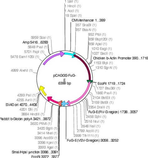 Addgene Pcaggs Fug E