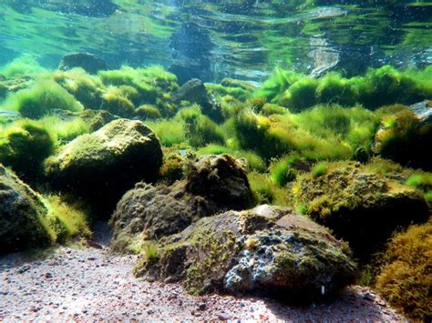Green Algae What Are Characteristics Types And Examples Evidence