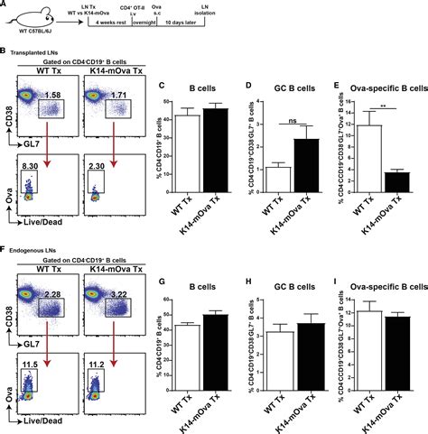 Lymph Node Stromal Cells Generate Antigen Specific Regulatory T Cells