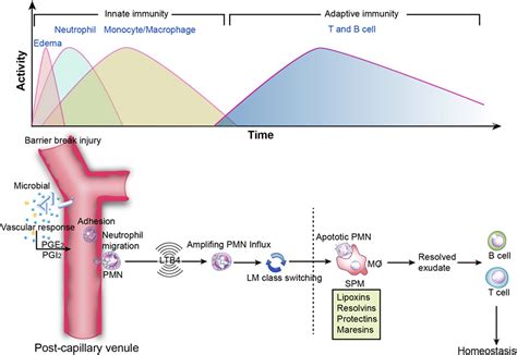 Frontiers Resolution Of Cancer Promoting Inflammation A New Approach