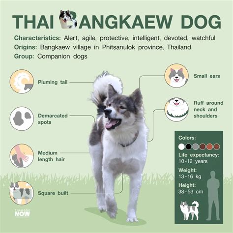 A Tail Of Two Breeds Ridgeback Vs Bangkaew Thailand Now