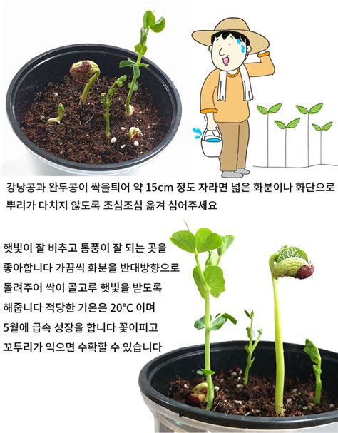 강낭콩키우기 완두콩기르기세트 식물관찰키트 1인용 2022 식물 완두콩