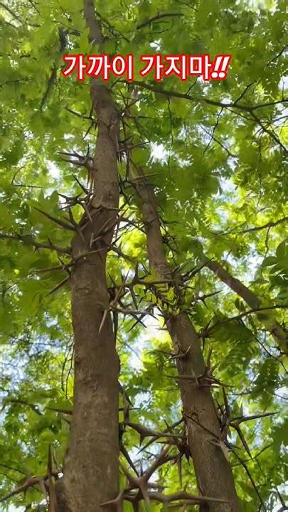 가까이 가지마 가시가 뿔처럼 달린 나무 Youtube