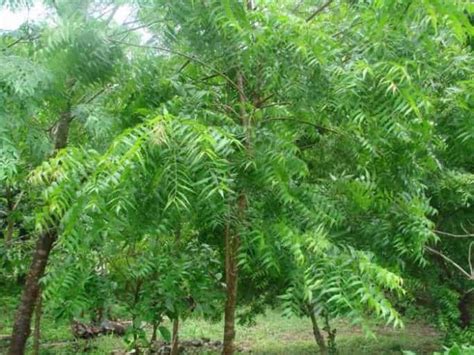 5 Most Powerful Oxygen Producing Trees You Should Try To Grow