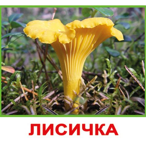 Карточки Грибы - ROZETKA. Купить карточки Грибы для детей в Украине: ️ ...
