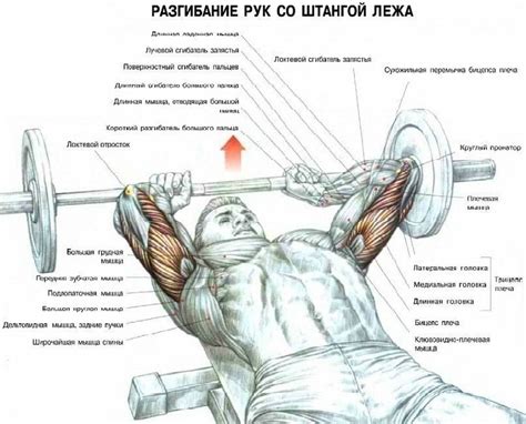 Упражнения на трицепс 2024 ВКонтакте
