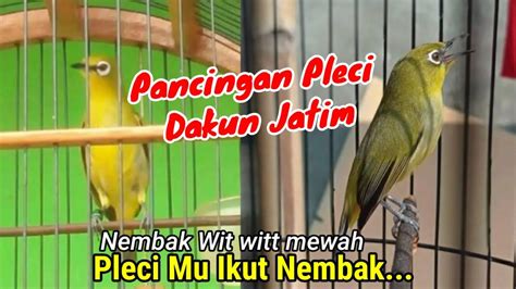 Pleci Dakun Jatim Nembak Wit Wit Manggil Lawan YouTube
