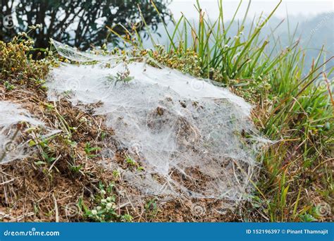 Spider Web On Ground Stock Image Image Of Grass Design 152196397