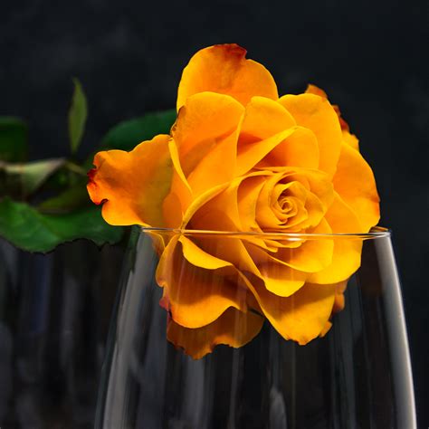 Rose And Musk Fragrance Oil 961 Crafters Choice