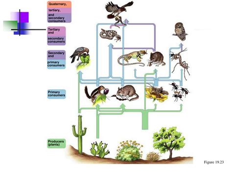 PPT Chapter Ecosystem Structure And Function PowerPoint Presentation ID