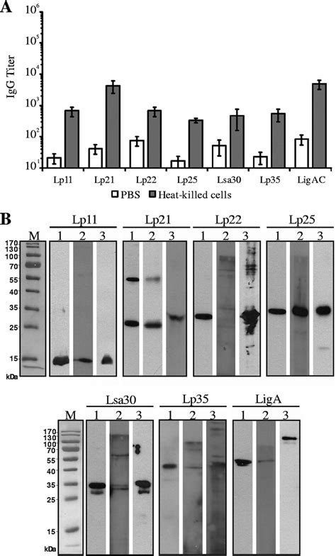 Antigenic Properties Of The Recombinant L Interrogans Antigens A