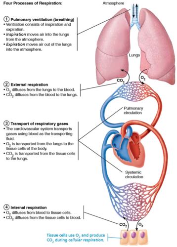 Biol 2302 Respiratory System Flashcards Quizlet