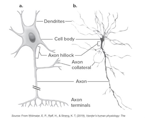 Lecture 4 Neuromotor Basis For Motor Control Flashcards Quizlet