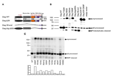 Presence Of The β Dystroglycan Proteolytic Fragment Depends On The