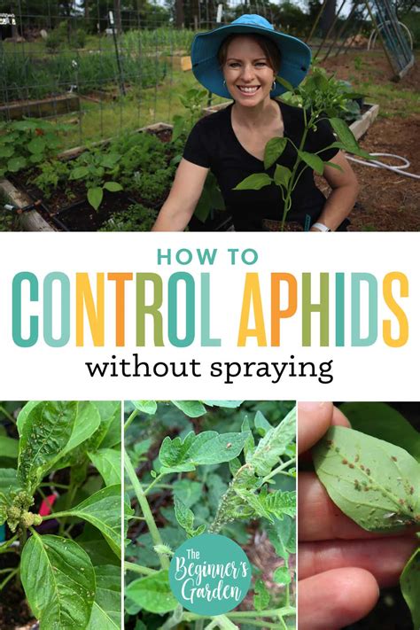 How To Control Aphids Without Spraying The Beginners Garden